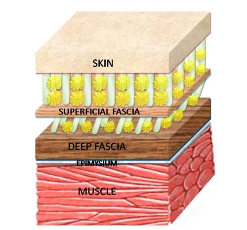 What is "The Fascia"? Pain Relief Massage & Wellness