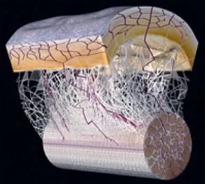 What is "The Fascia"? Pain Relief Massage & Wellness