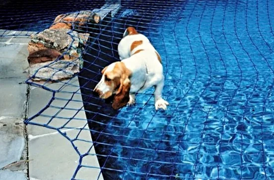 Katchakid Pool Safety