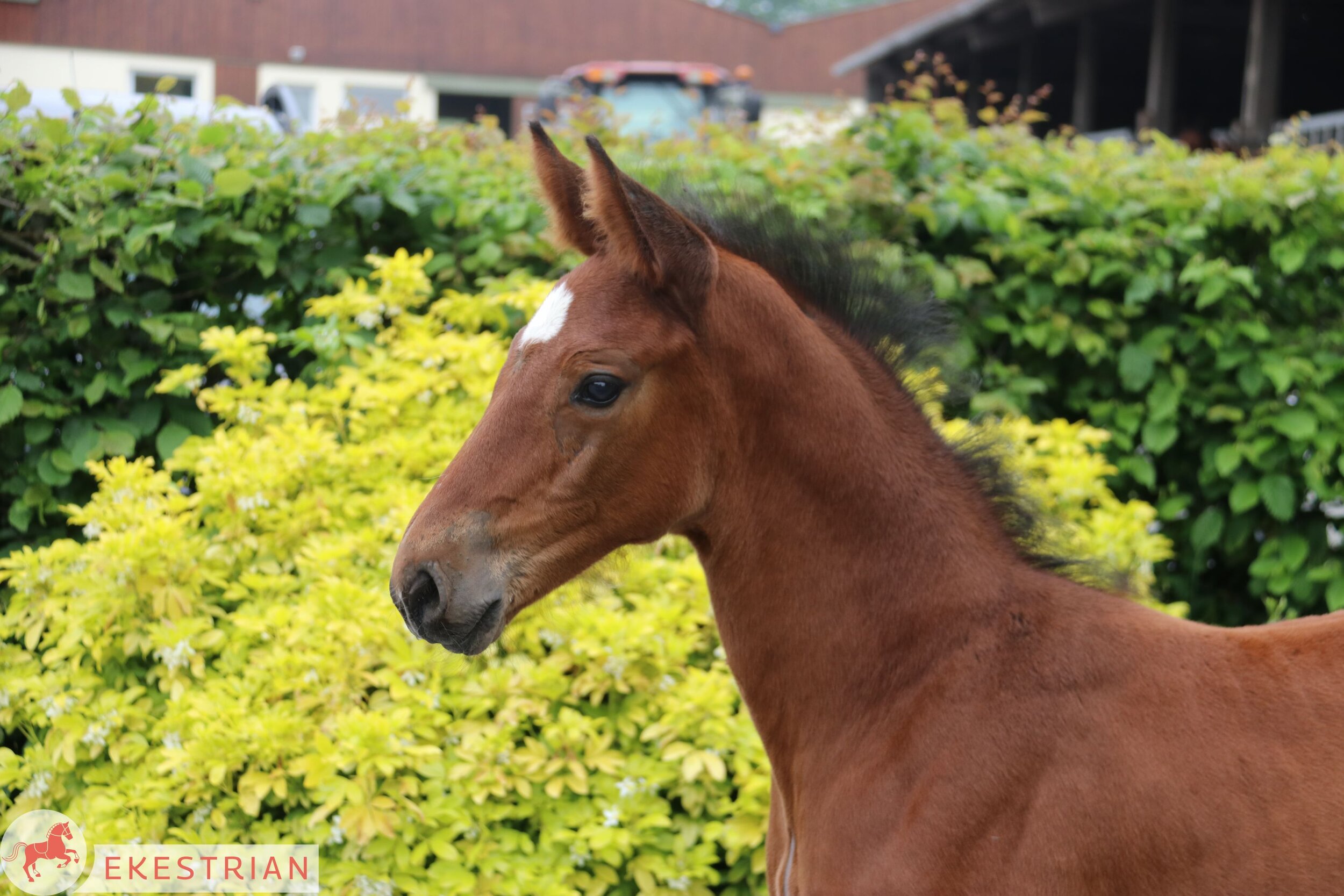 Leapfrog DKS (Emerald-Clinton-Beach Boy) — Dejan Krunic Sporthorses