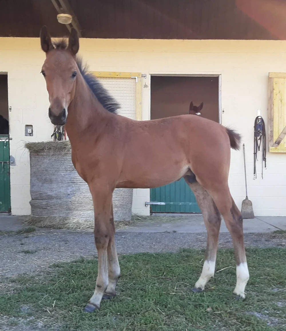 Dougdream DKS Z (Douglas VDL-Capone I) — Dejan Krunic Sporthorses