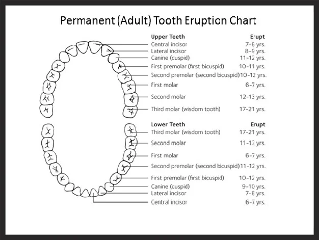 Changing smiles are normal and beautiful! — Lakes Region Dental Center