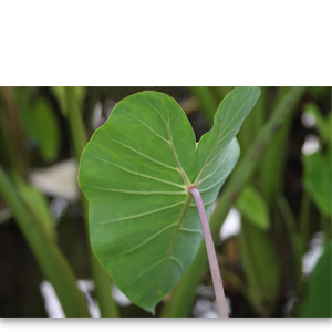 Shop — ʻAlohi Images Maui