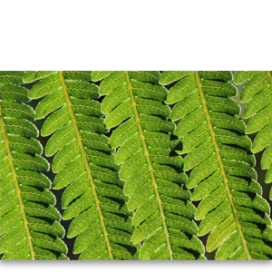 Hāpu‘u (tree fern) — ʻAlohi Images Maui