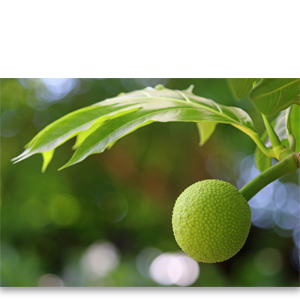 'Ulu (breadfruit) — ʻAlohi Images Maui