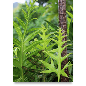 Laua‘e (ferns) — ʻAlohi Images Maui