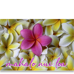Pua melia (plumeria) – "Mahalo Nui Loa" (Many Thanks) — ʻAlohi Images Maui