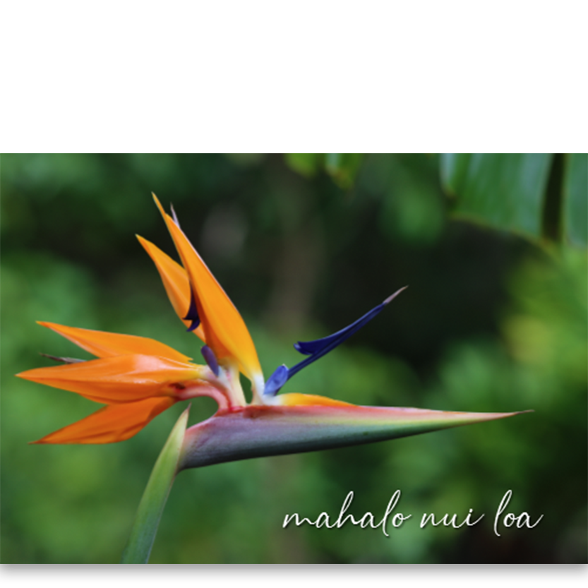 Bird of Paradise Mahalo (thank you) Card — ʻAlohi Images Maui