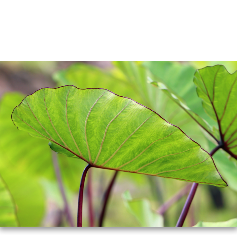 Kalo Variety Set — ʻAlohi Images Maui