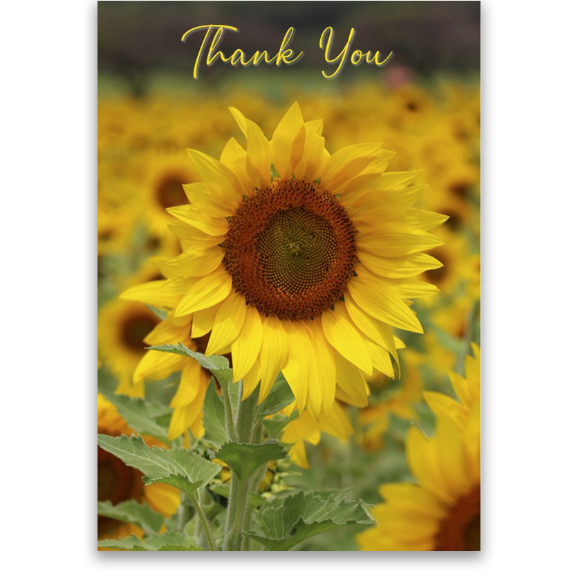 Sunflower Thank You Notecard — ʻAlohi Images Maui