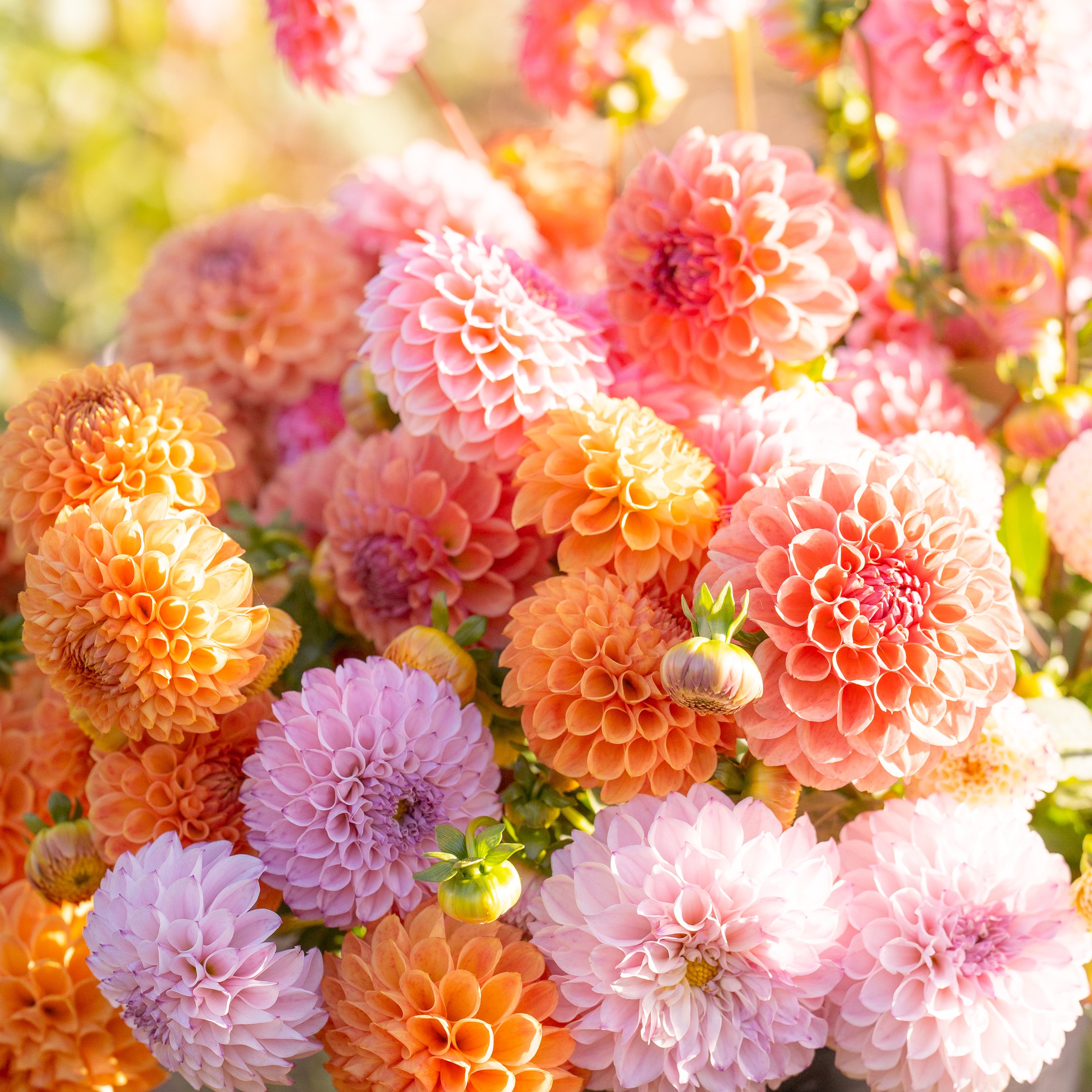 Mandurah Photographer Felicity Ford