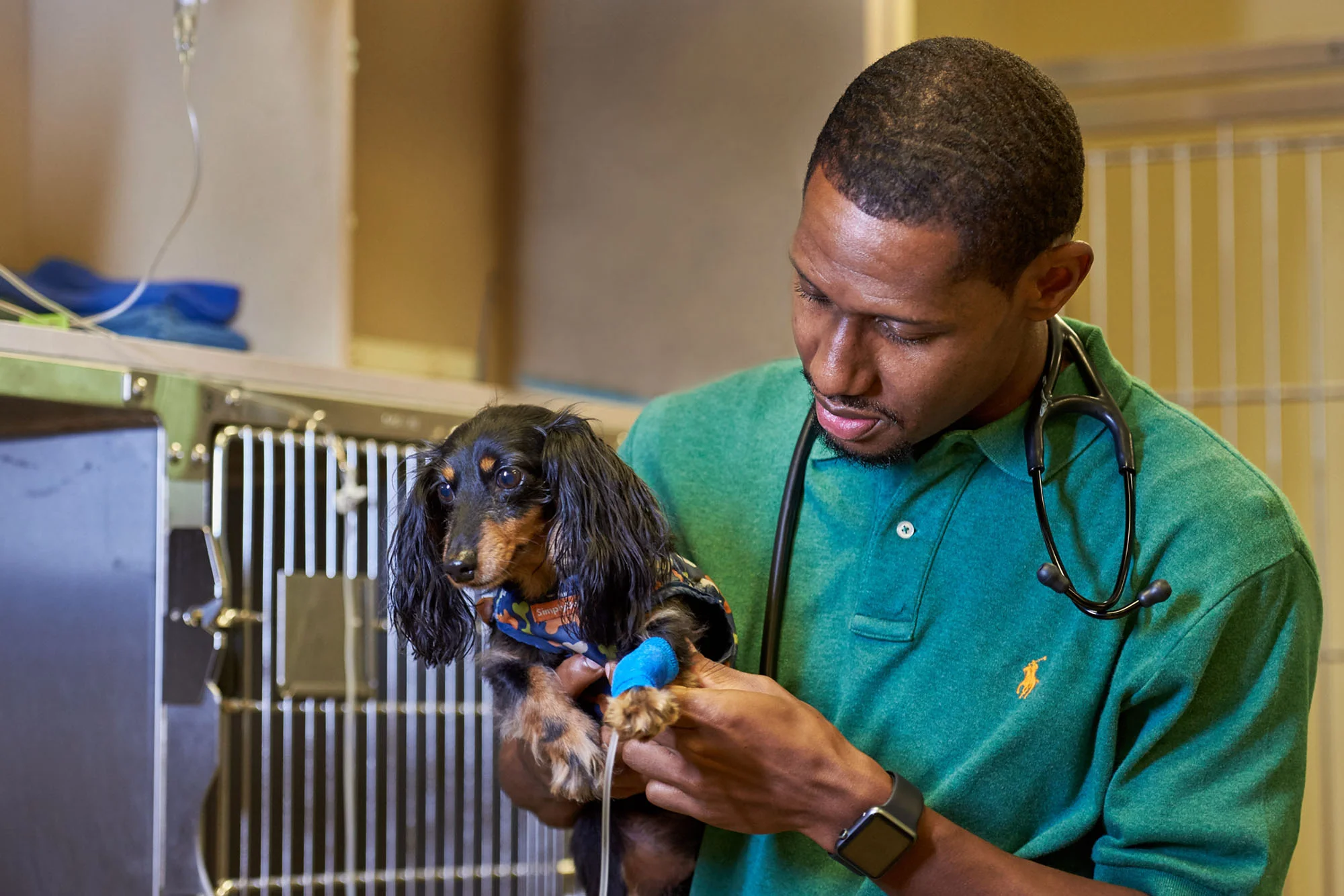 Emergency — Triangle Veterinary Referral Hospitals