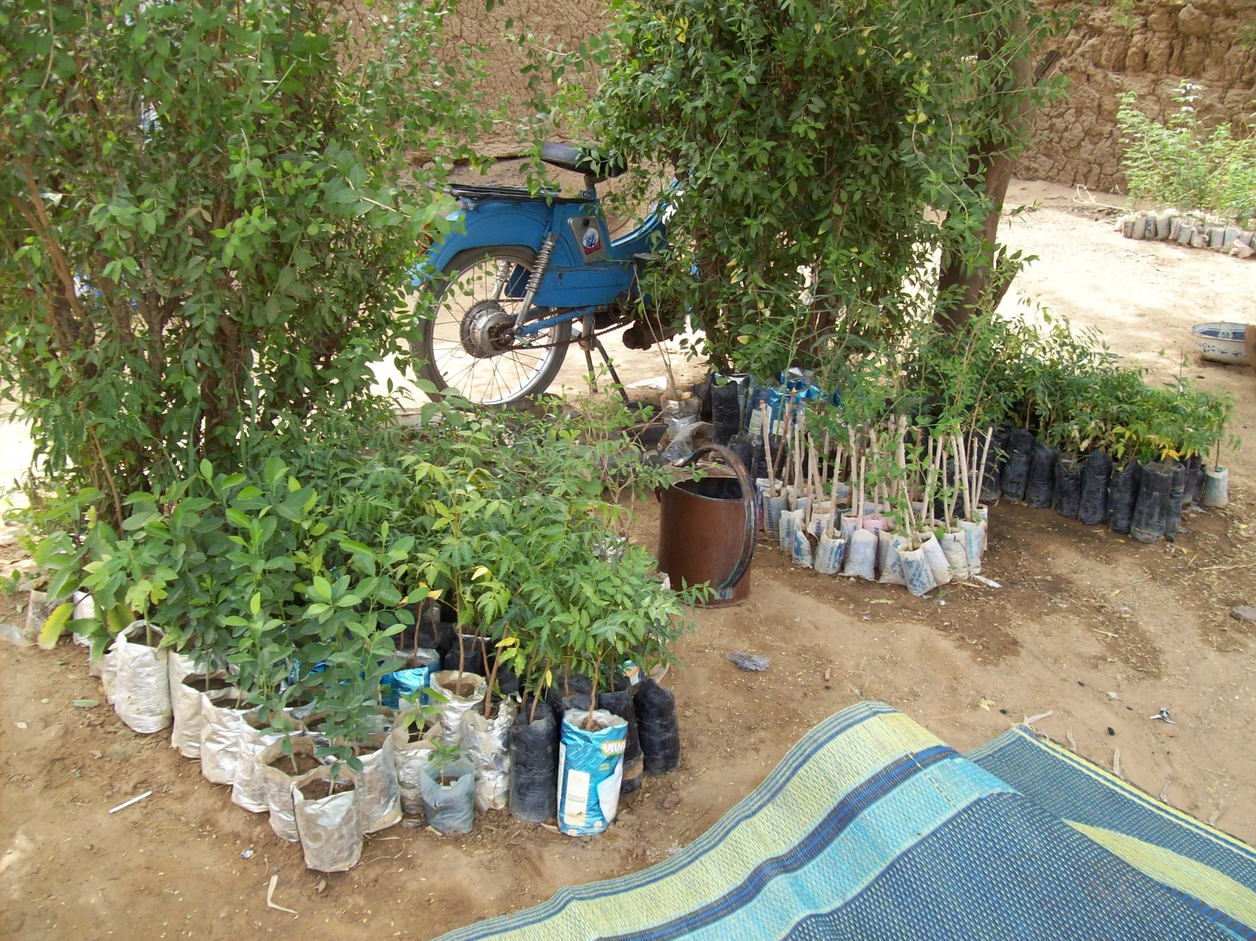 Photo Inspiration From Gardeners in West Africa — Daily Harvest Designs ...