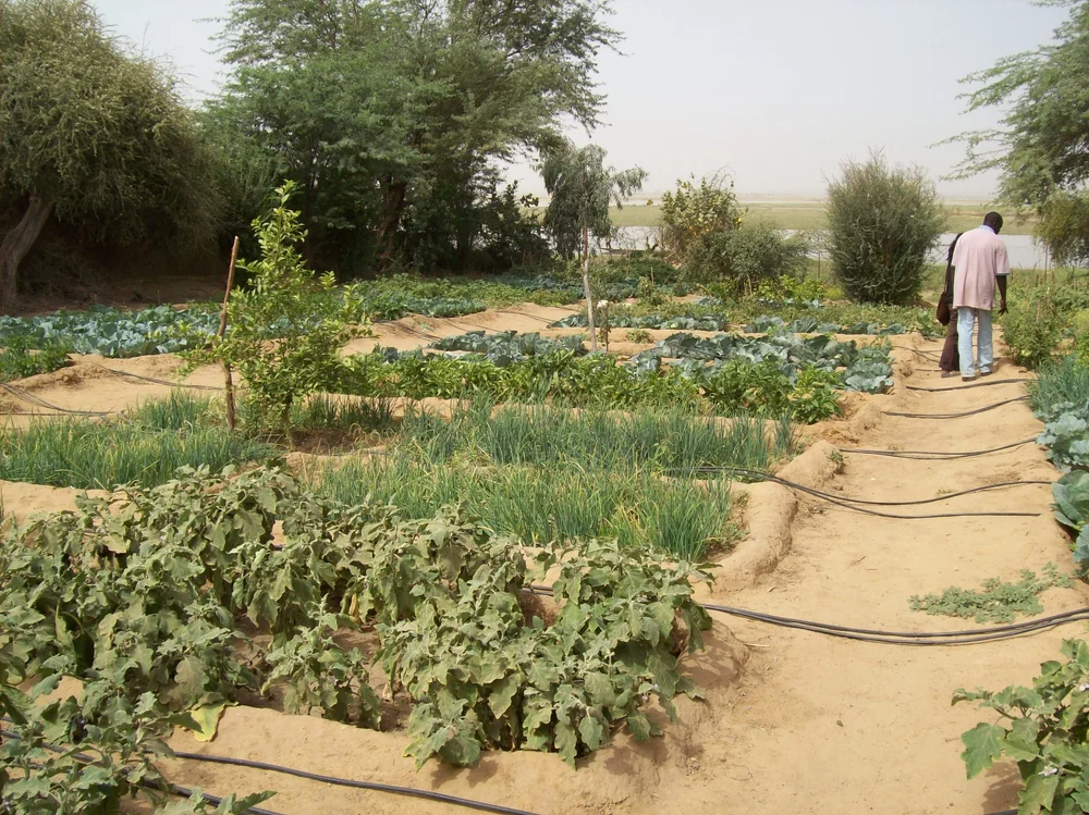 Photo Inspiration From Gardeners in West Africa — Daily Harvest Designs