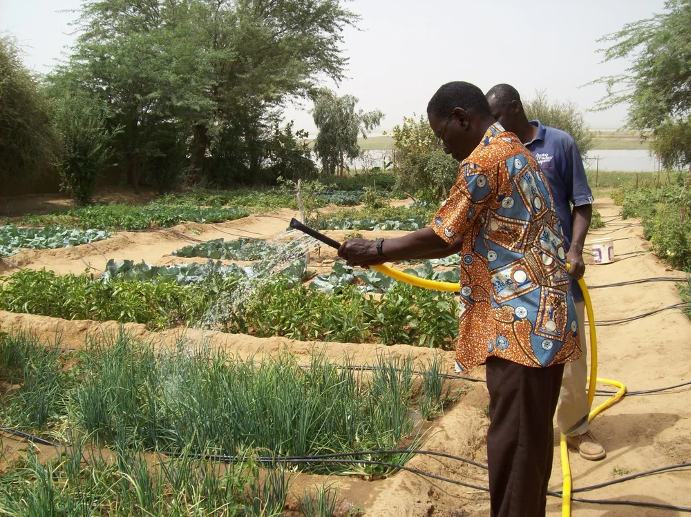 Photo Inspiration From Gardeners in West Africa — Daily Harvest Designs