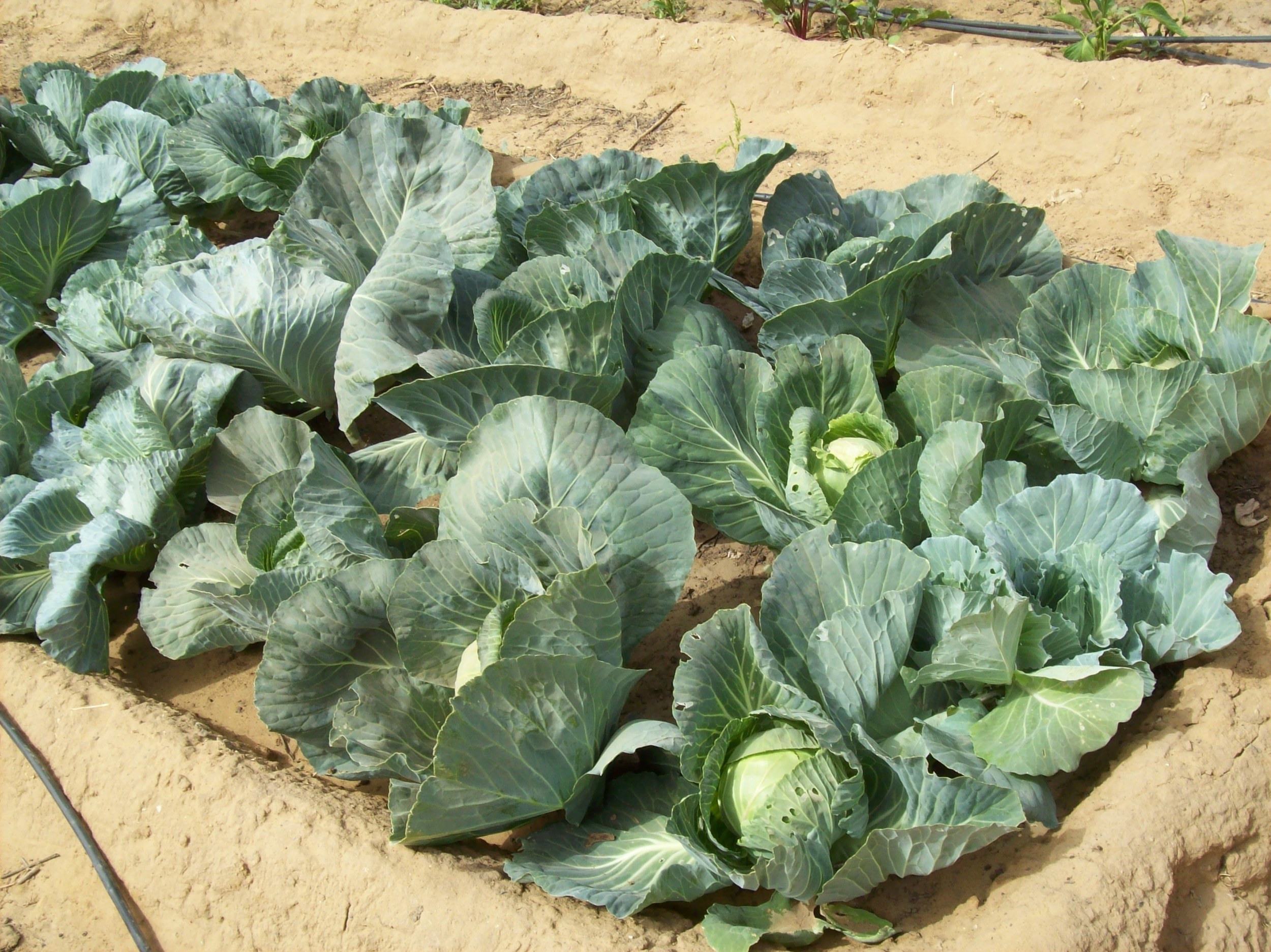 Photo Inspiration From Gardeners in West Africa — Daily Harvest Designs