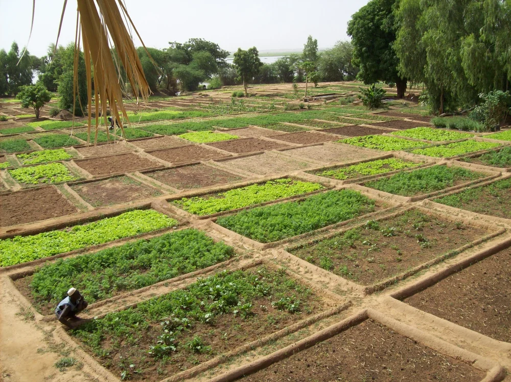 Photo Inspiration From Gardeners in West Africa — Daily Harvest Designs