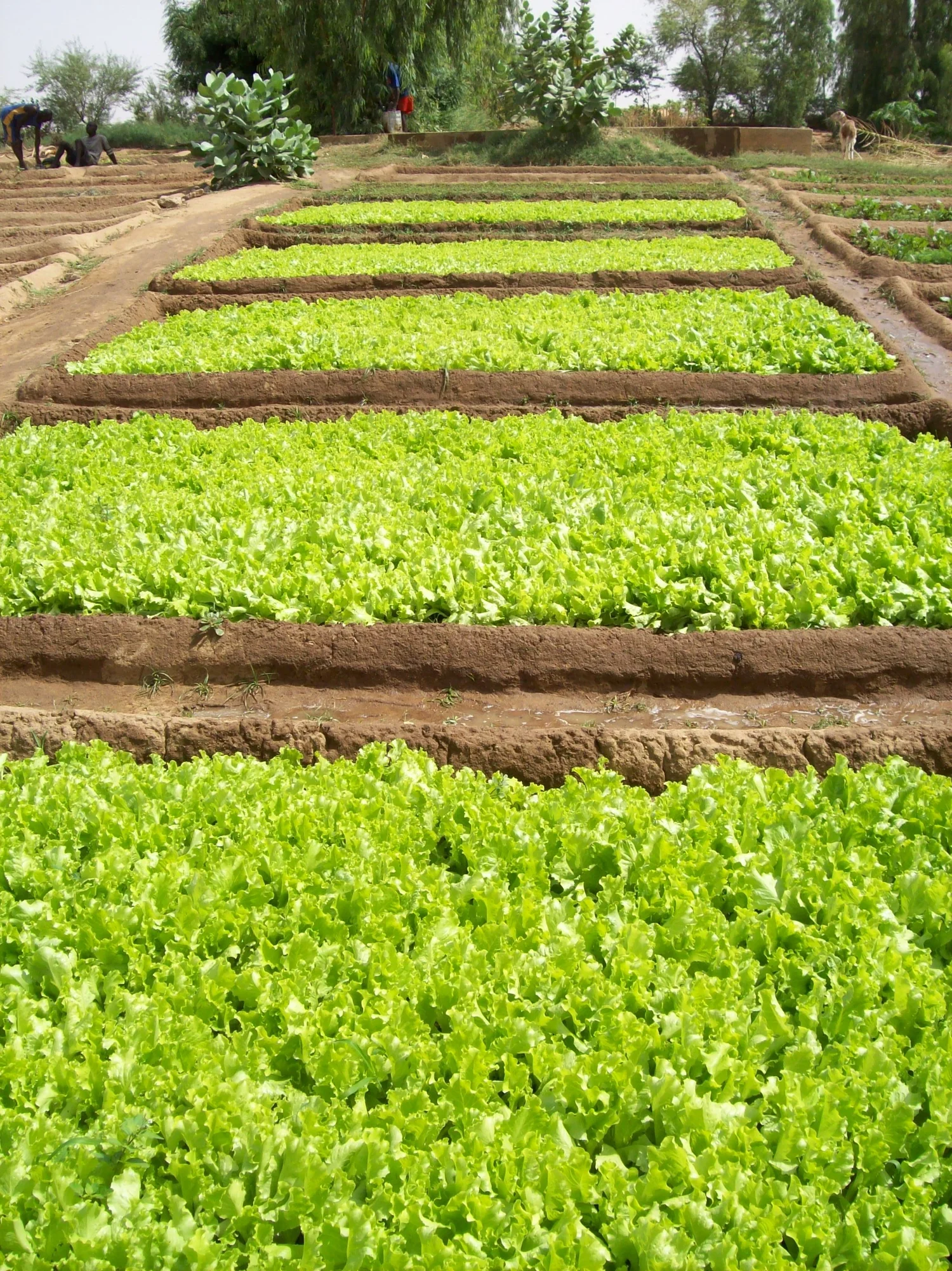 Photo Inspiration From Gardeners in West Africa — Daily Harvest Designs