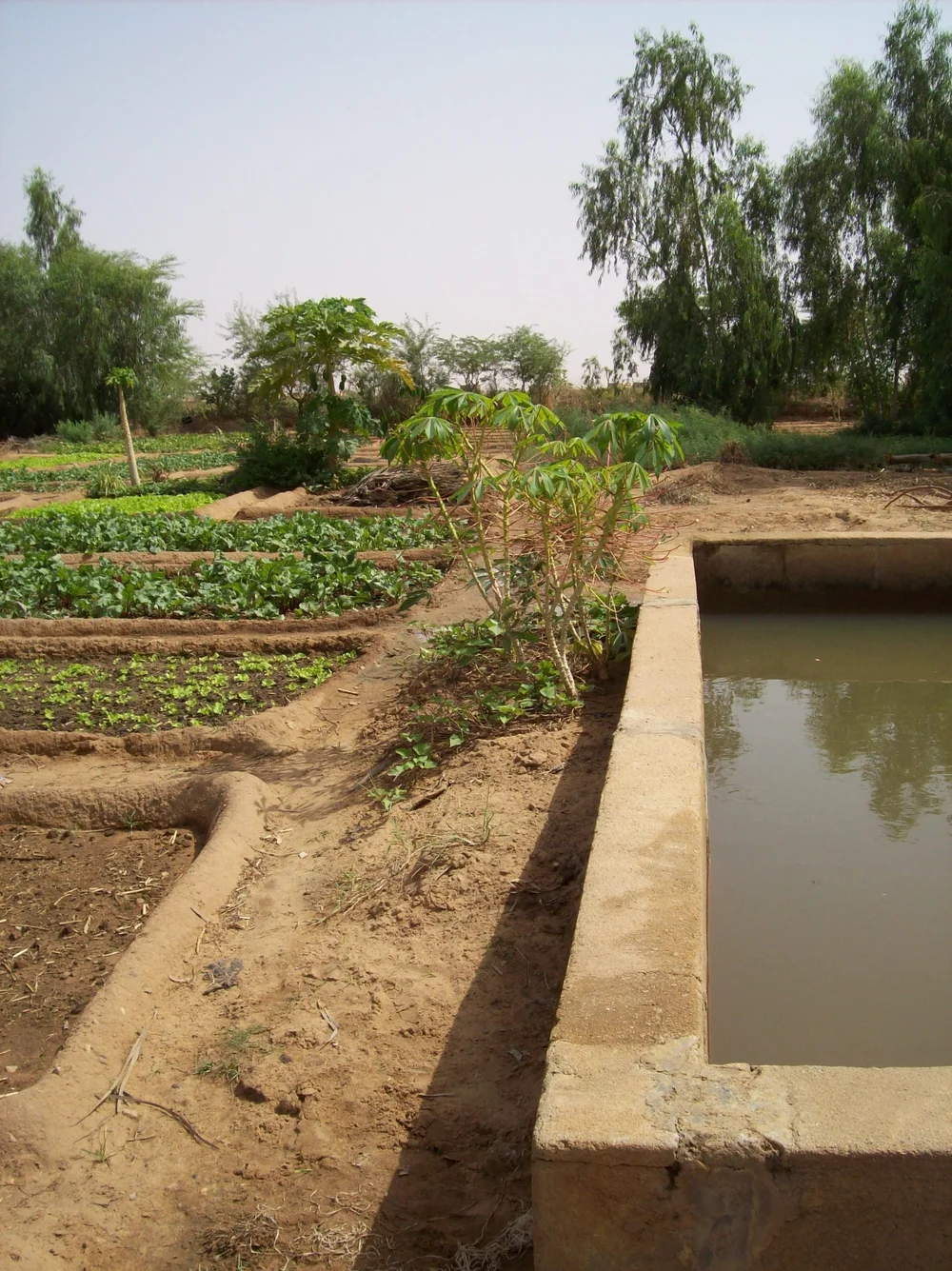 Photo Inspiration From Gardeners in West Africa — Daily Harvest Designs