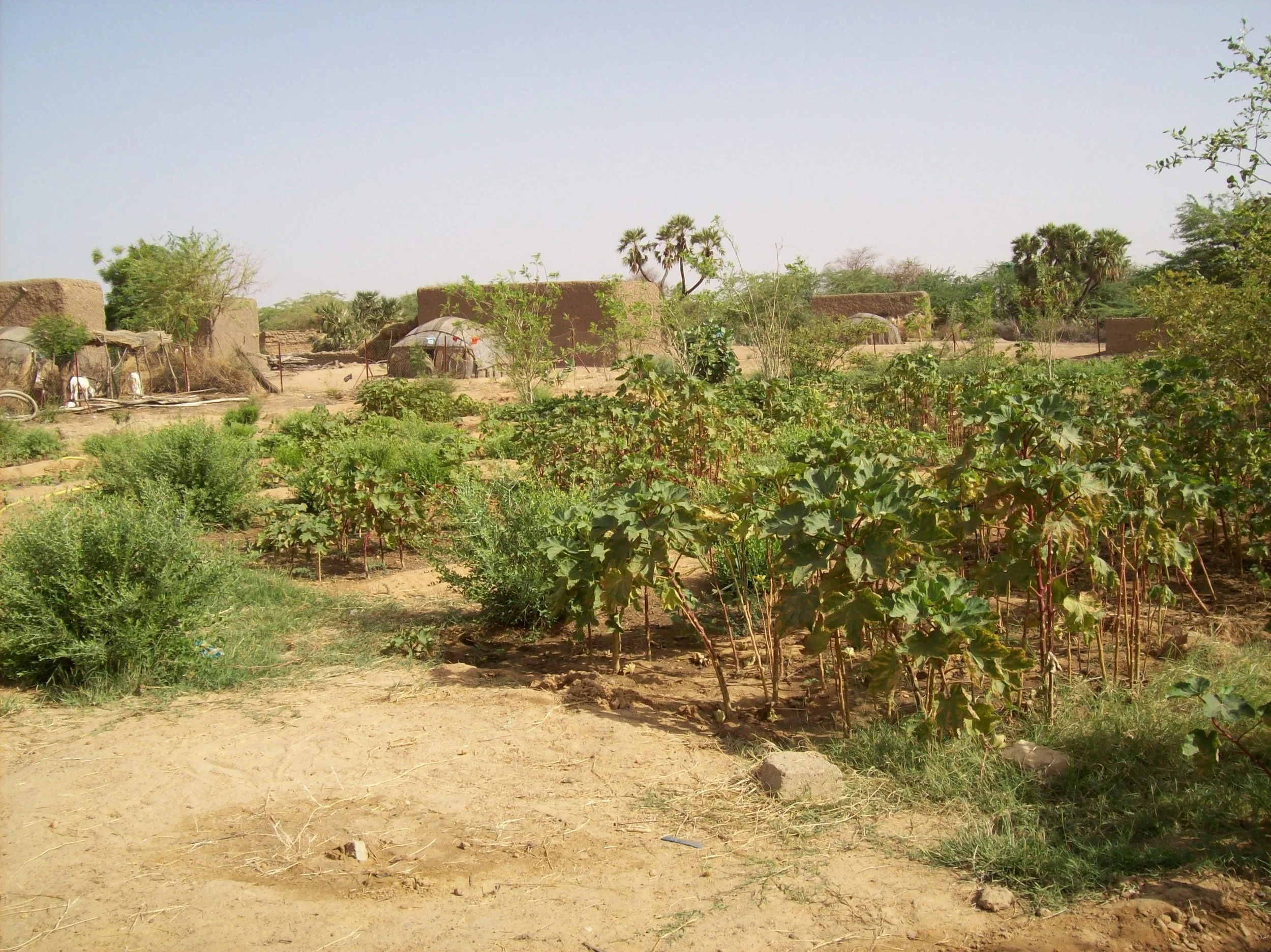 Photo Inspiration From Gardeners in West Africa — Daily Harvest Designs ...