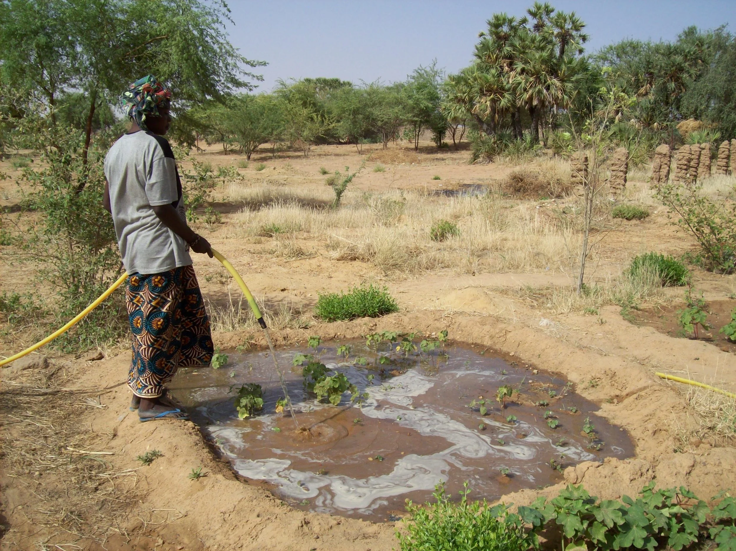 Photo Inspiration From Gardeners in West Africa — Daily Harvest Designs ...