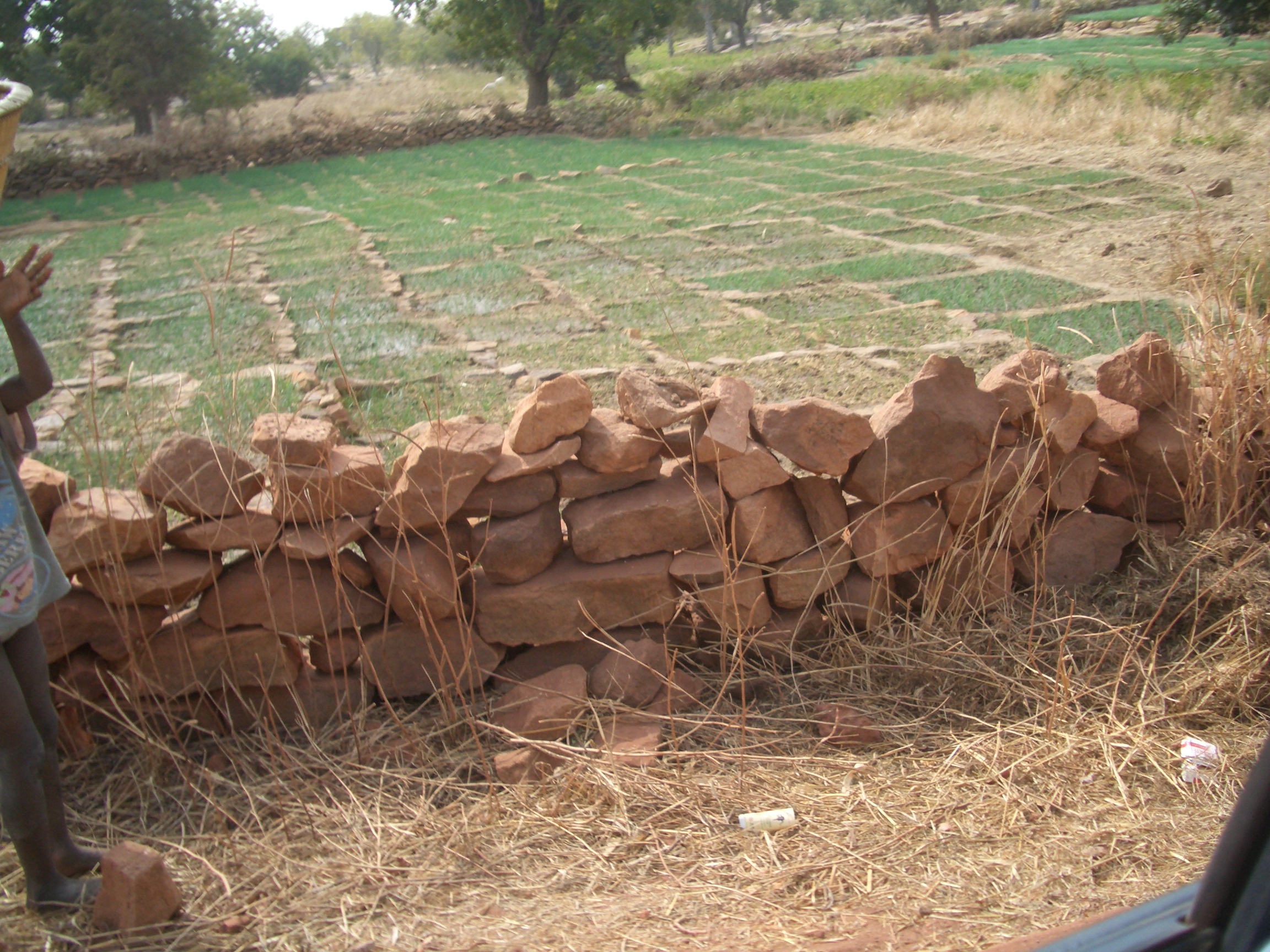 Photo Inspiration From Gardeners in West Africa — Daily Harvest Designs ...