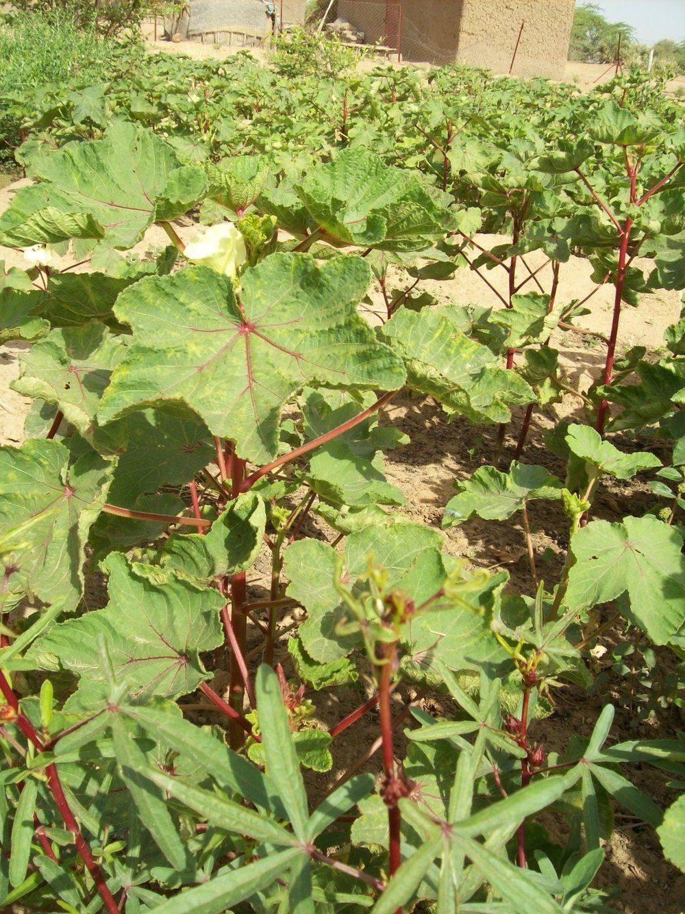 Photo Inspiration From Gardeners in West Africa — Daily Harvest Designs