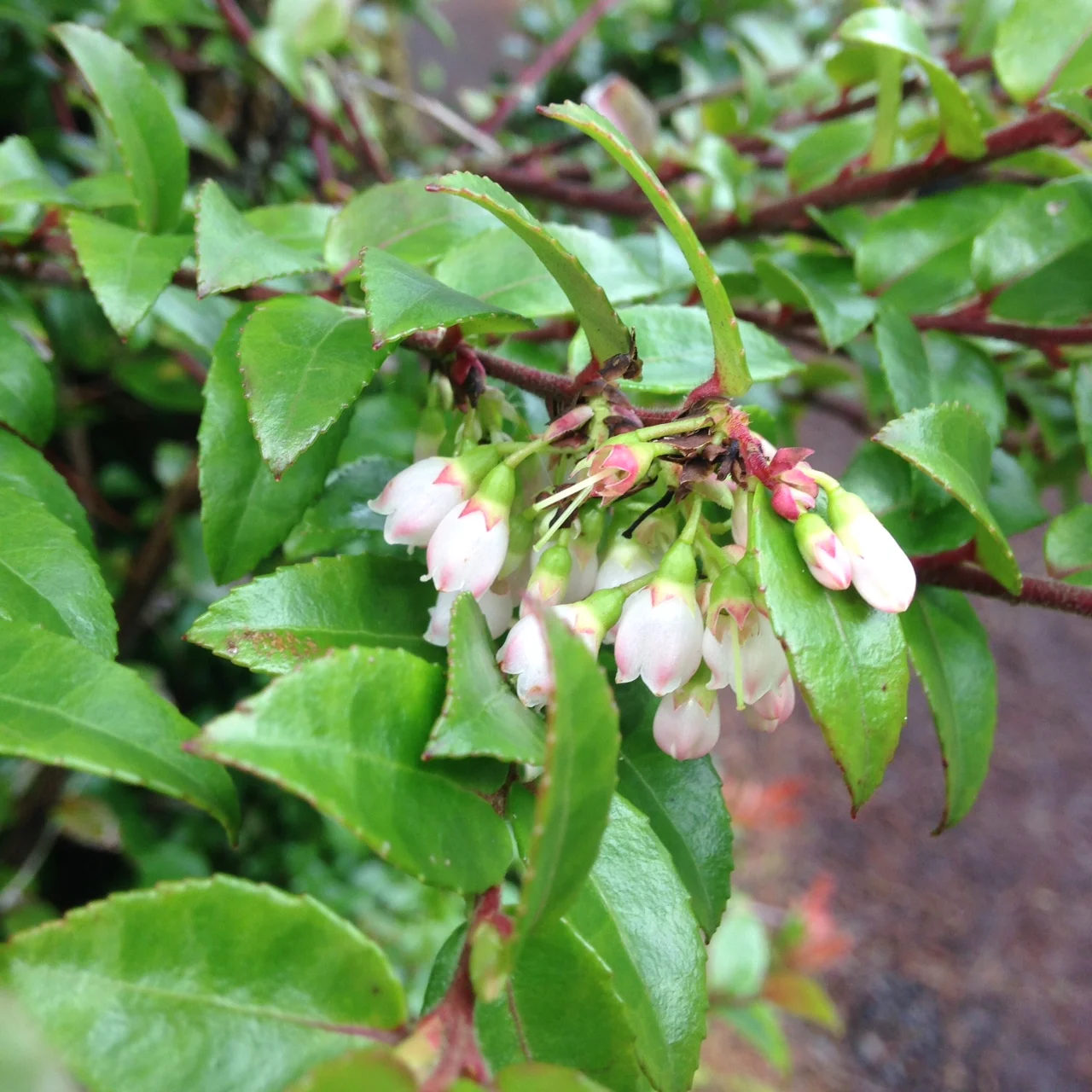 3 Fantastic and Useful Shrubs for Your Home Landscape — Daily Harvest ...