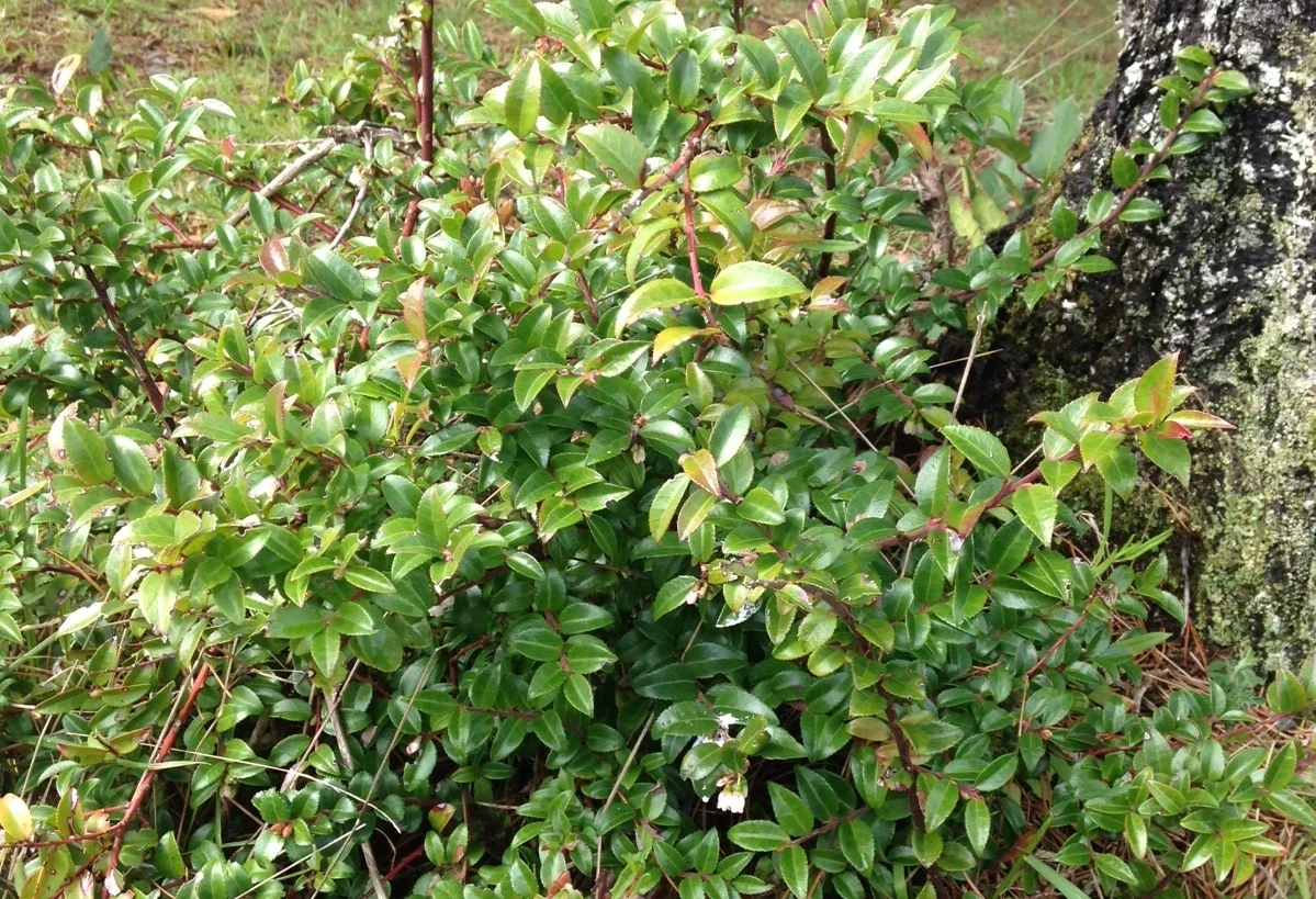 3 Fantastic and Useful Shrubs for Your Home Landscape — Daily Harvest ...