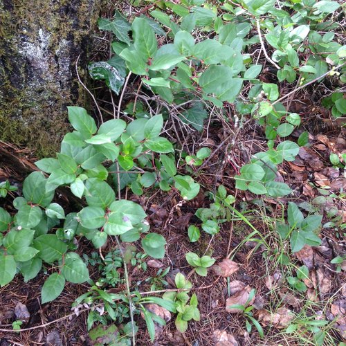 3 Fantastic and Useful Shrubs for Your Home Landscape — Daily Harvest ...