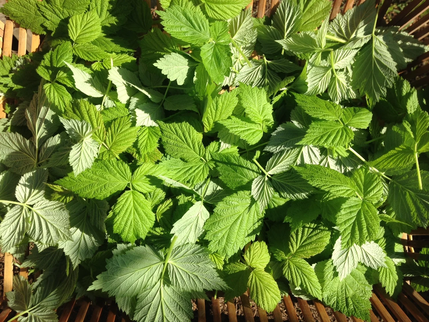 Raspberry Leaf Tea - Harvesting, Drying, and Brewing — Daily Harvest ...