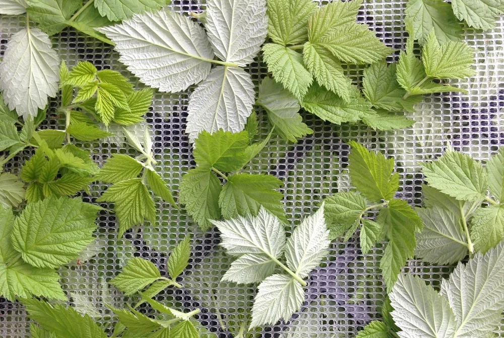 Raspberry Leaf Tea - Harvesting, Drying, and Brewing — Daily Harvest ...