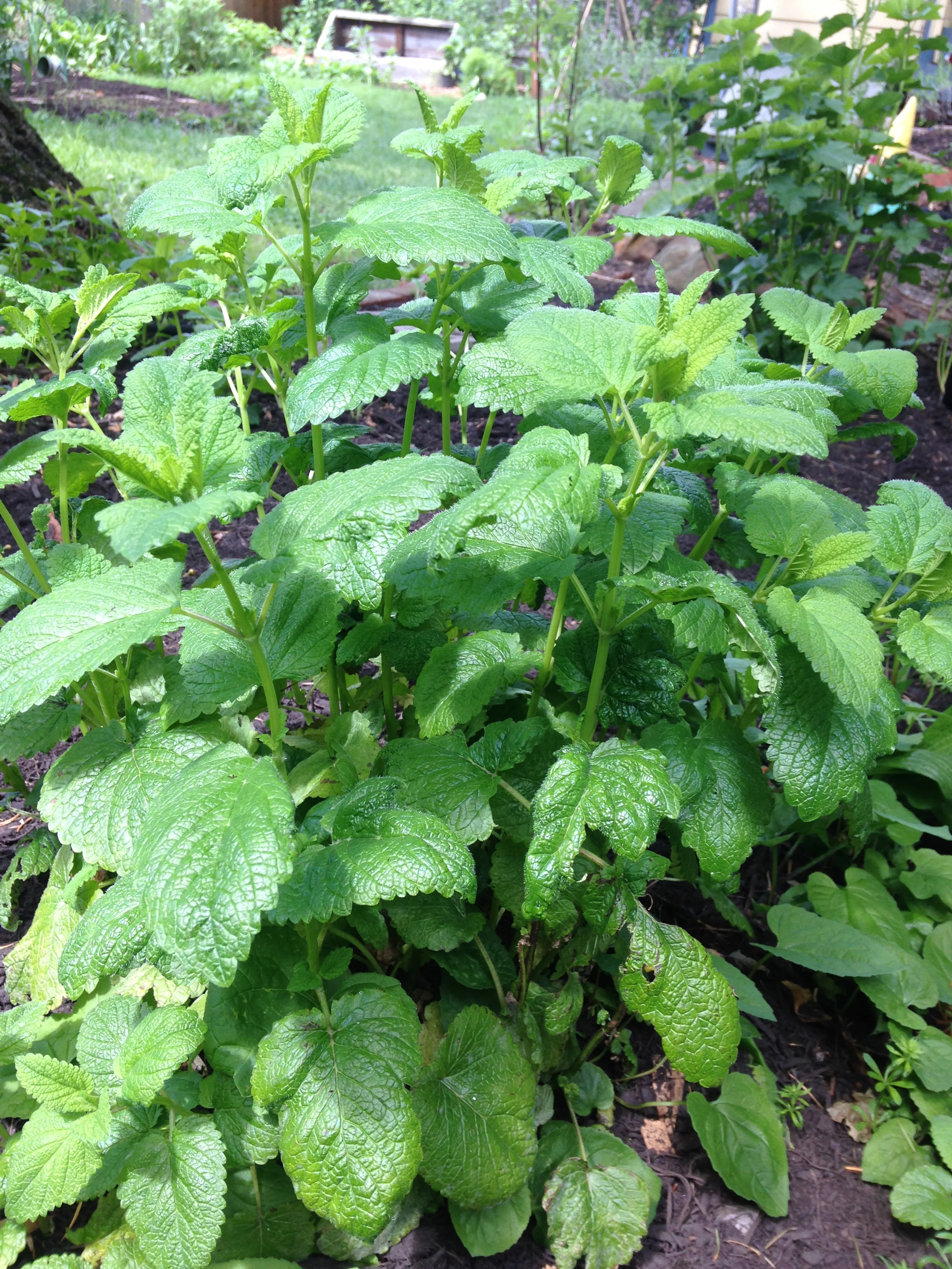 Why You Should Love Lemon Balm and How to Use it — Daily Harvest Designs