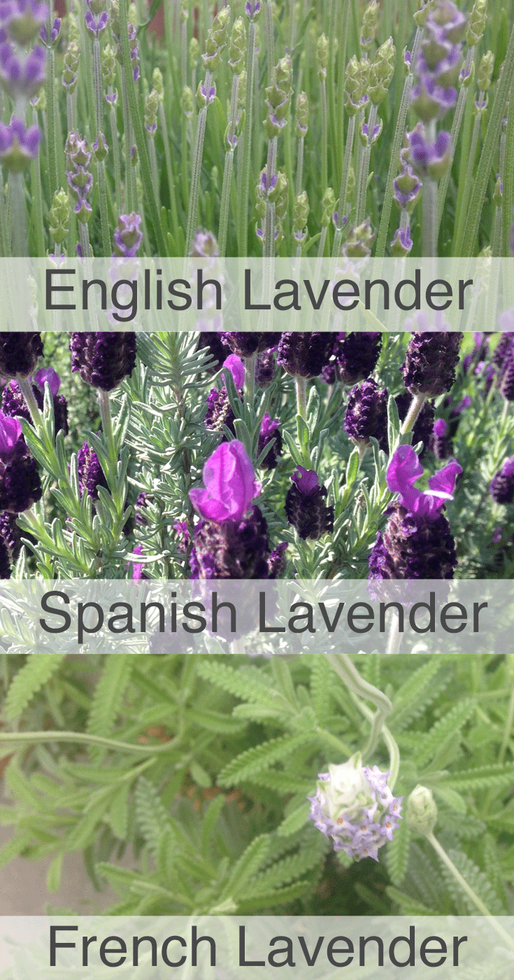 How to Grow and Use Lavender For Your Family — Daily Harvest Designs