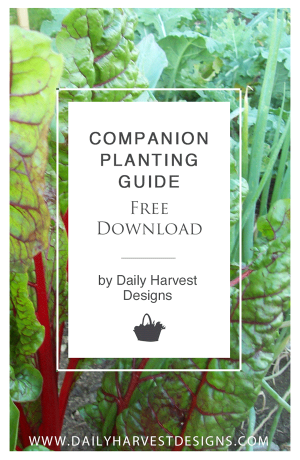 How to Use Companion Planting to Your Advantage — Daily Harvest Designs