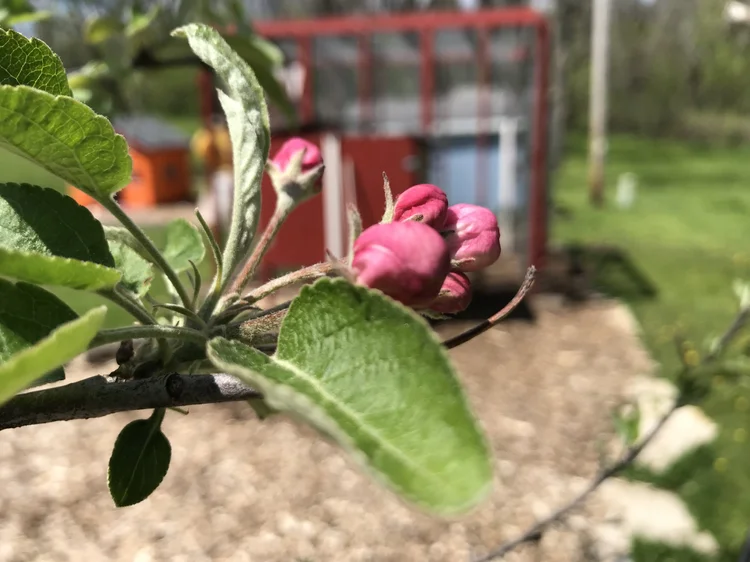 Edible Plants That Will Increase Your Harvest — Daily Harvest Designs