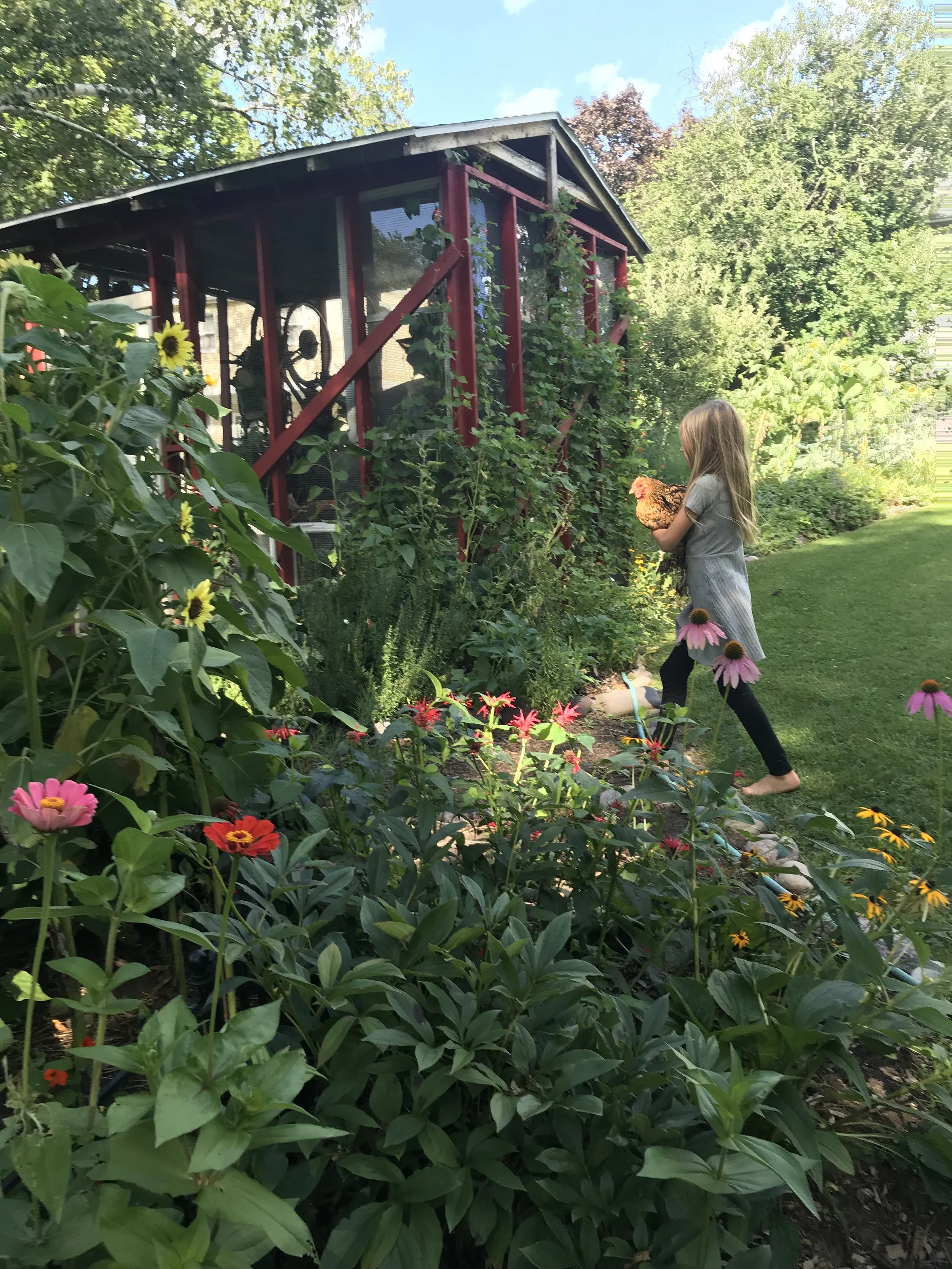 How to Have an Edible Garden Under Black Walnut Trees — Daily Harvest ...