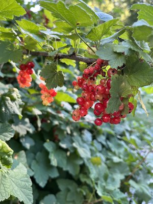 Curating Plant Palettes: A Guide to Thriving Garden Collections — Daily ...