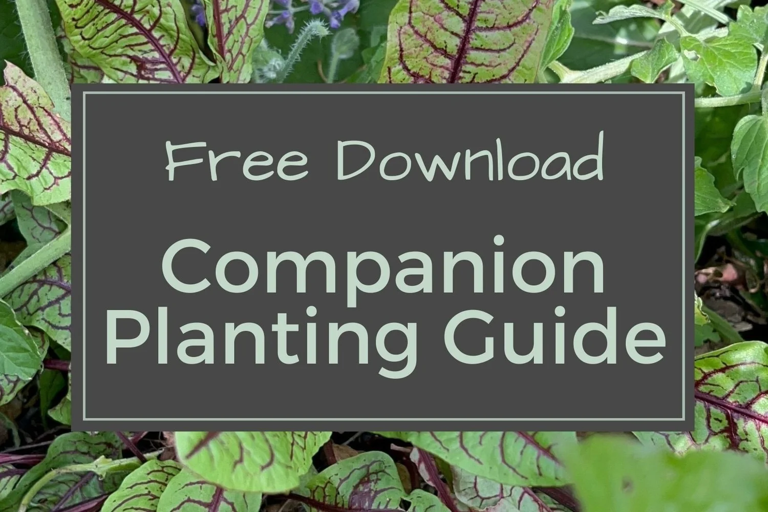 Curating Plant Palettes: A Guide to Thriving Garden Collections — Daily ...