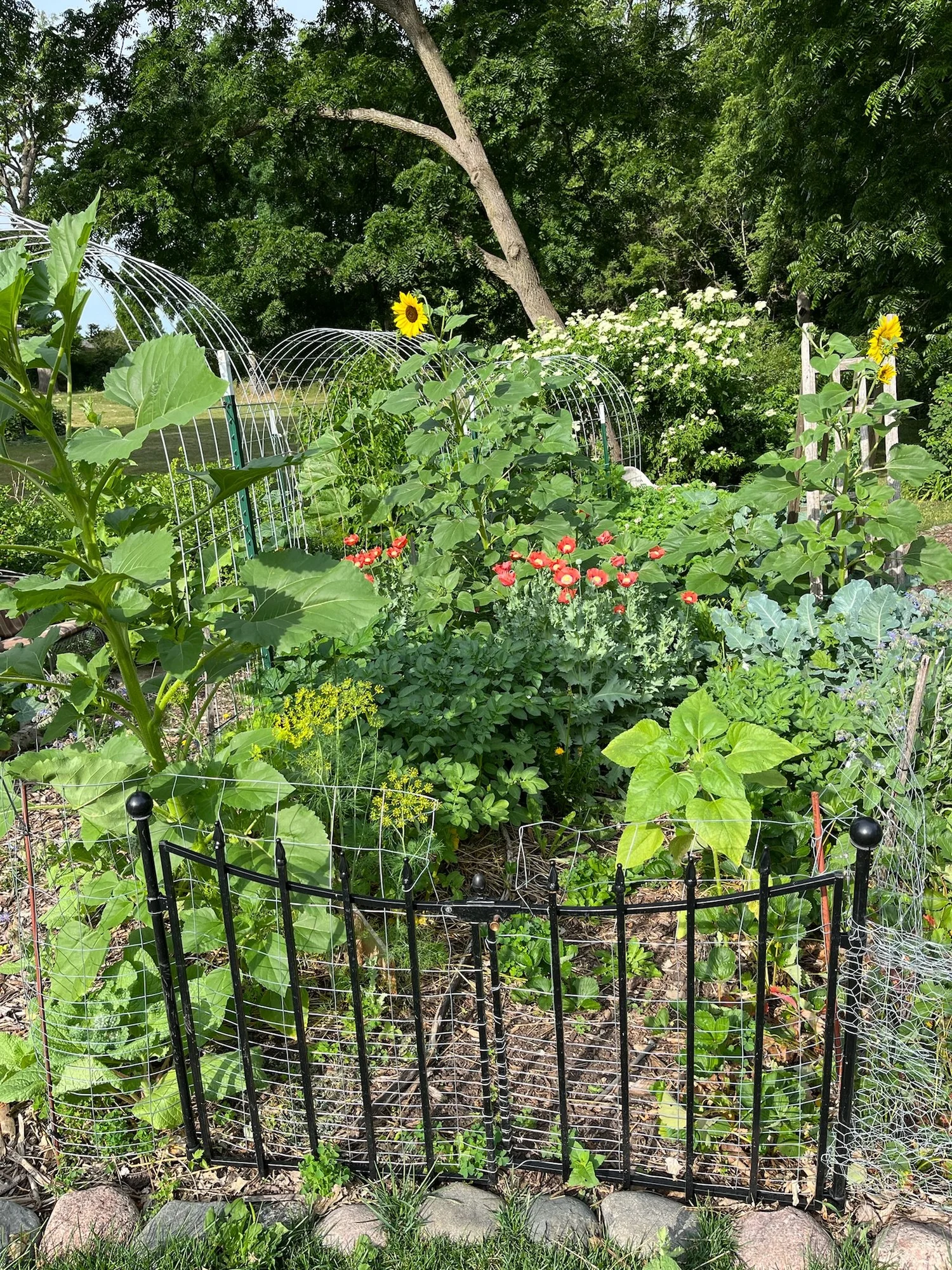Raised Beds Vs. In-Ground Beds: What's the Difference? — Daily Harvest ...