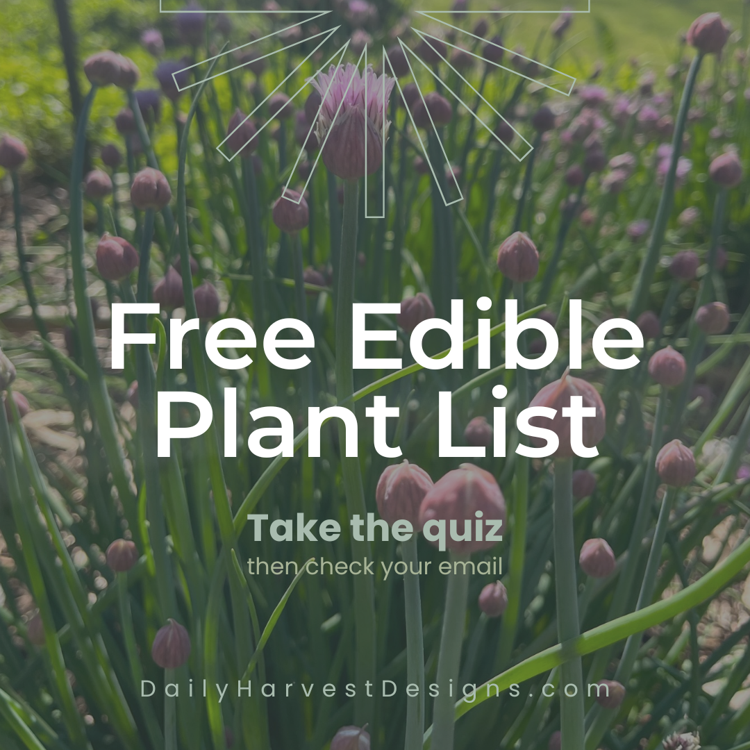 How to Design Your Super Useful Fruit Tree Guild — Daily Harvest Designs