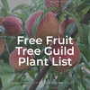 How to Design Your Super Useful Fruit Tree Guild — Daily Harvest Designs