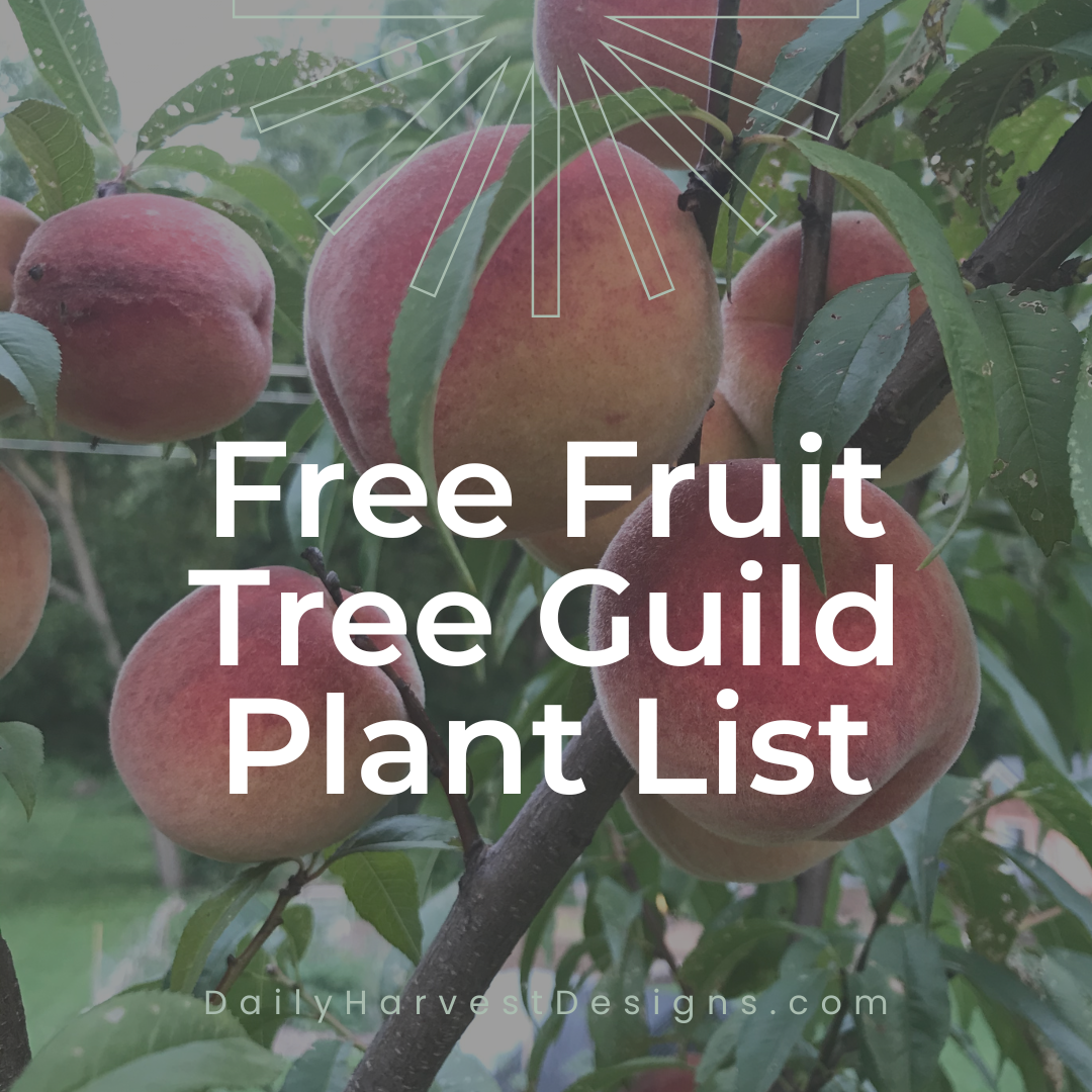 How to Design Your Super Useful Fruit Tree Guild — Daily Harvest Designs