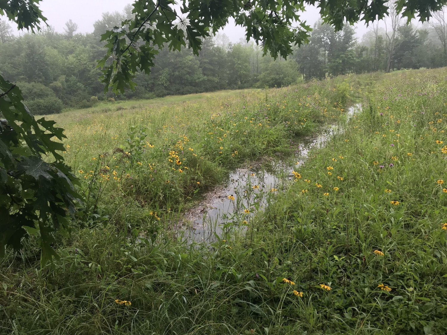 Swale: Type of Bird or Super Helpful Permaculture Technique? — Daily ...