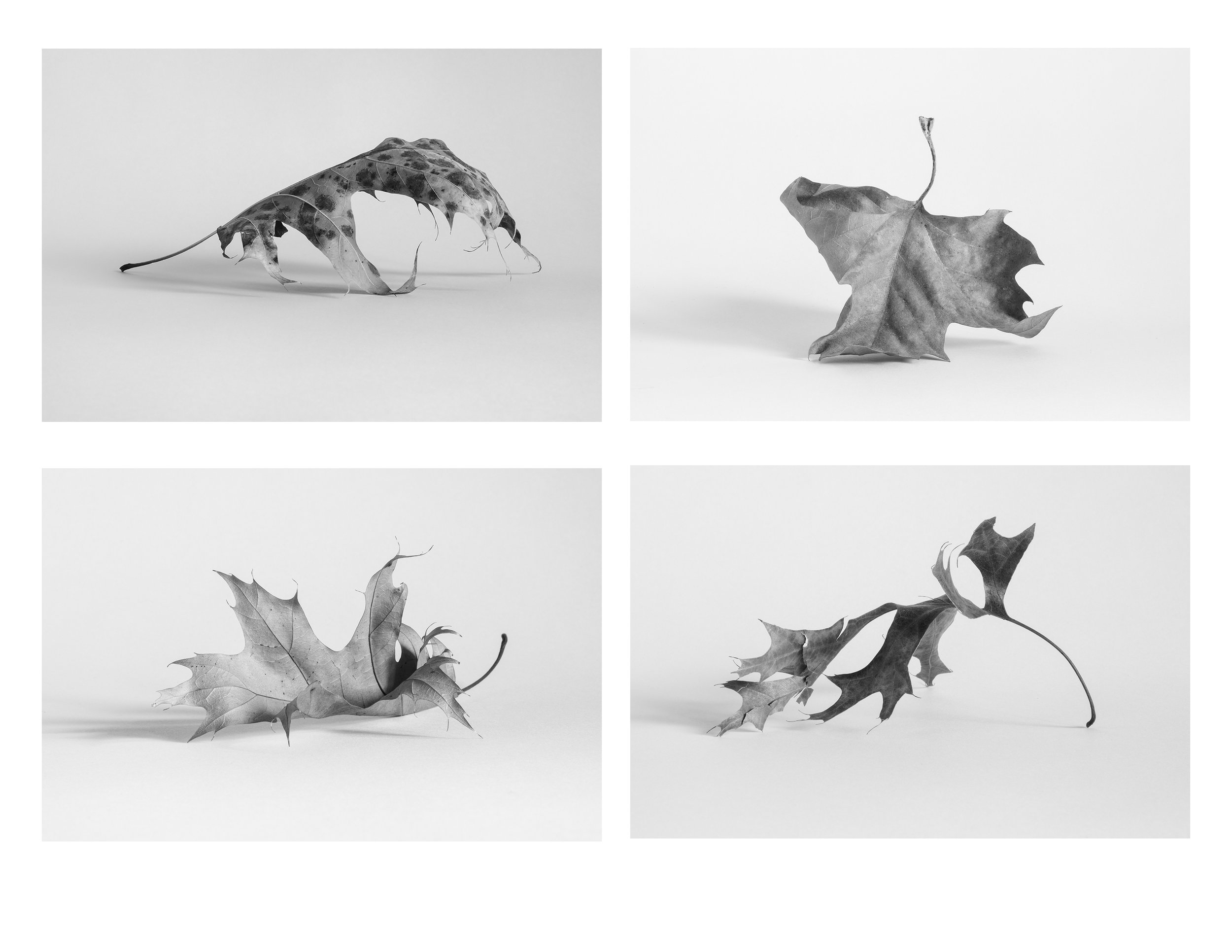 Alyson Belcher Photography