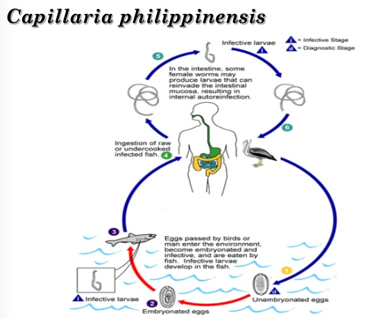 Capillaria Philippinensis Life Cycle