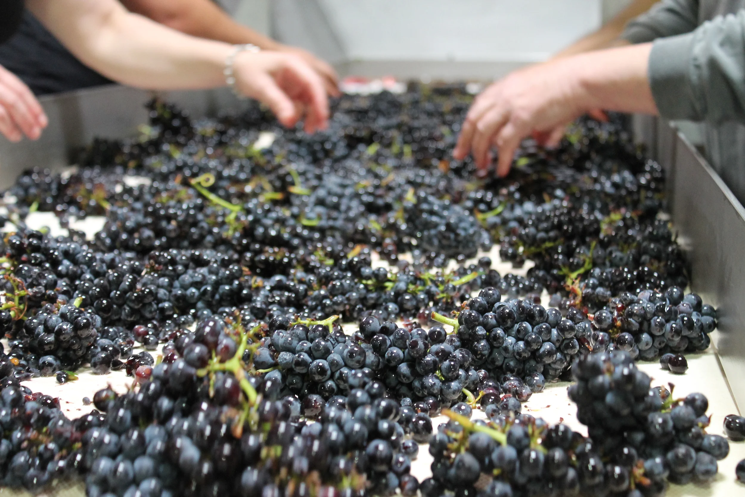 Fruit Sorting — GMC Training Institute