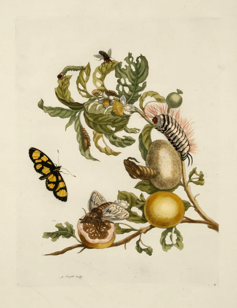Maria Sibylla Merian — Jamie Bourgeois
