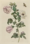 Maria Sibylla Merian — Jamie Bourgeois