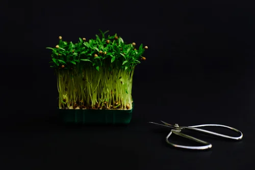 Photography GalleryFood —Miyuki Mardon PhotographyMiyuki Mardon